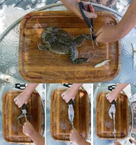 Frog Gigging: Things To Know